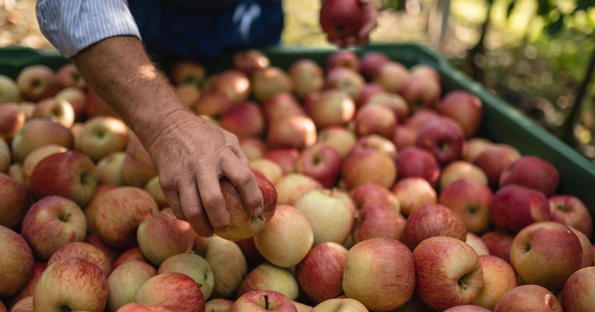 Apfelprodukte: Apfelsaft, Apfelessig & Co. eine gute Figur